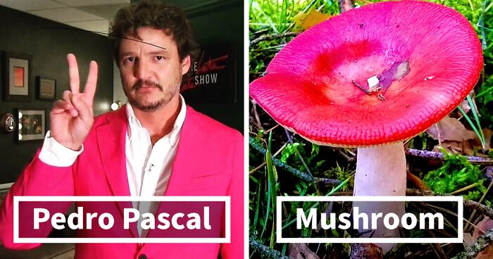 ‘X’ User Makes A Thread That Shows Pedro Pascal With Matching Quokkas ...