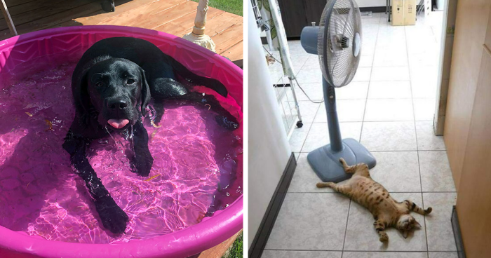50 Cute Pets That Tried Paw And Tail To Escape Summer Heat | Bored Panda