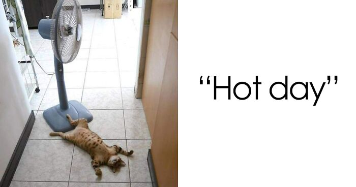 50 Cute Pets That Tried Paw And Tail To Escape Summer Heat | Bored Panda