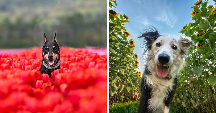 I Took 20 Pictures Of Dogs Playing In Flower Fields, Making The Best ...
