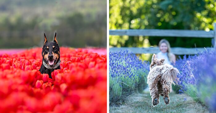 I Took 20 Pictures Of Dogs Playing In Flower Fields, Making The Best ...