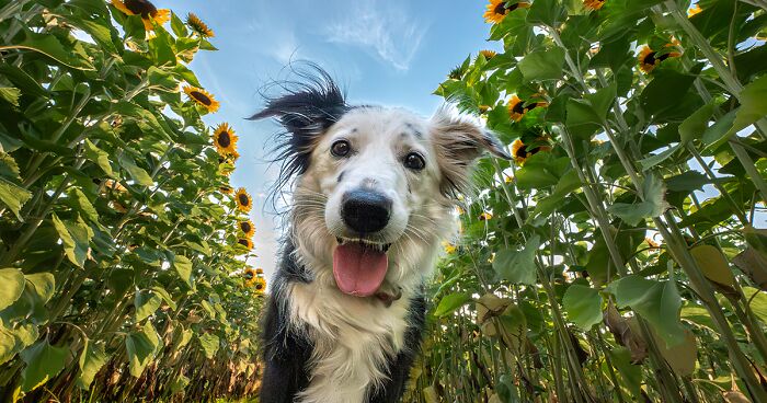 I Took 20 Pictures Of Dogs Playing In Flower Fields, Making The Best ...