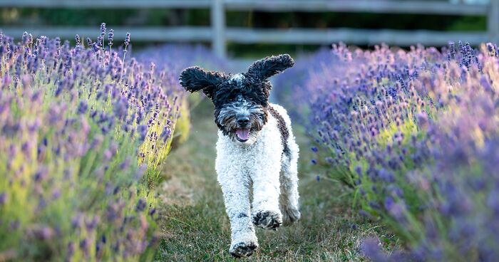 I Took 20 Pictures Of Dogs Playing In Flower Fields, Making The Best ...