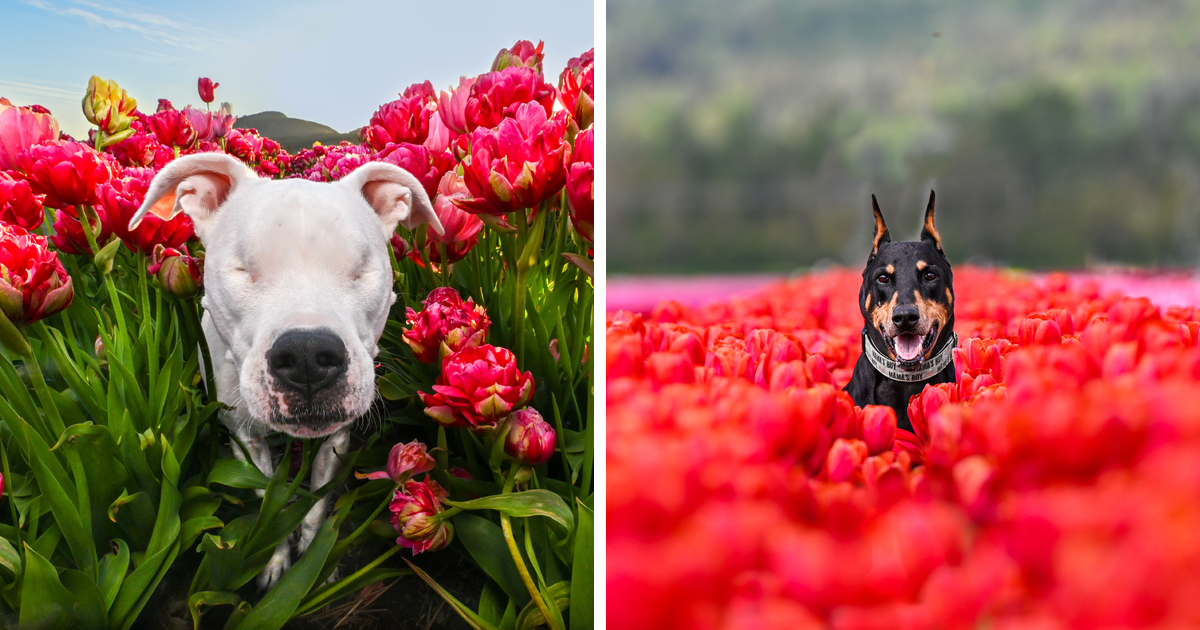 I Took 20 Pictures Of Dogs Playing In Flower Fields, Making The Best ...