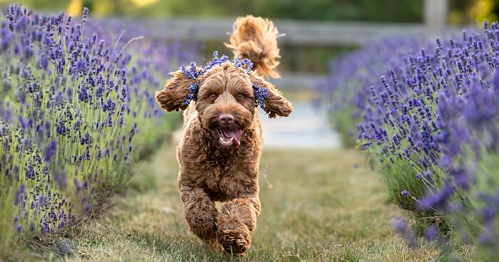 I Took 20 Pictures Of Dogs Playing In Flower Fields, Making The Best ...