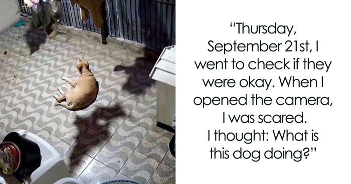 This Owner Got Scared After Seeing What Appeared To Be Her Dog ...
