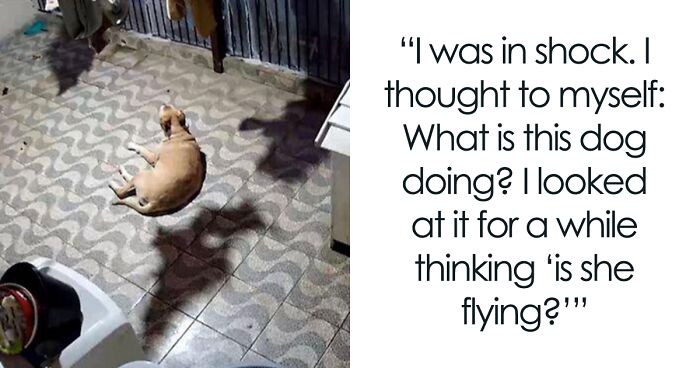 This Owner Got Scared After Seeing What Appeared To Be Her Dog ...
