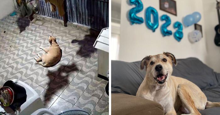 This Owner Got Scared After Seeing What Appeared To Be Her Dog ...