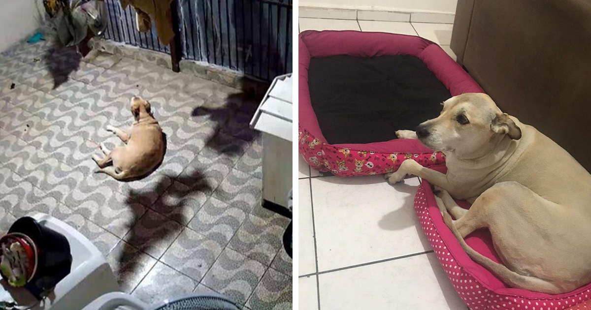 This Owner Got Scared After Seeing What Appeared To Be Her Dog ...