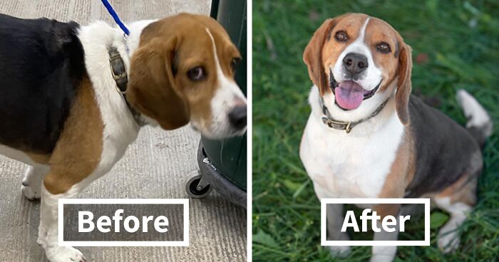 Many Initial Shelter Pet Photos Don’t Represent Dogs Accurately, So I ...