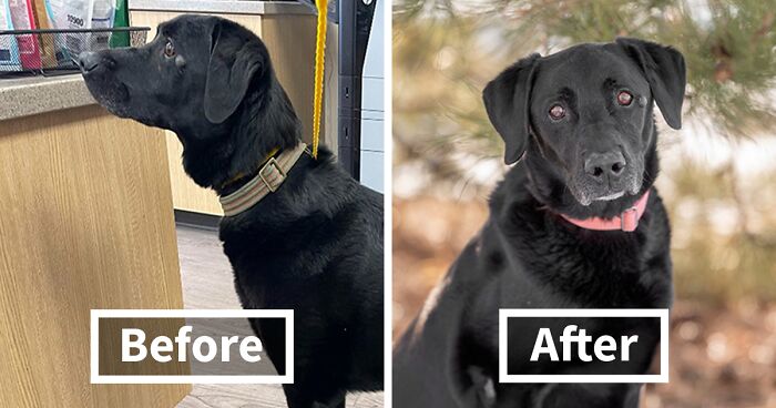 Many Initial Shelter Pet Photos Don’t Represent Dogs Accurately, So I ...