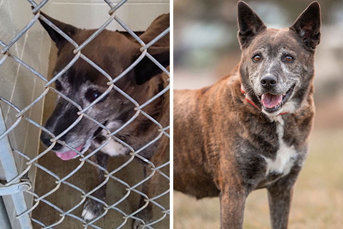 Many Initial Shelter Pet Photos Don’t Represent Dogs Accurately, So I ...