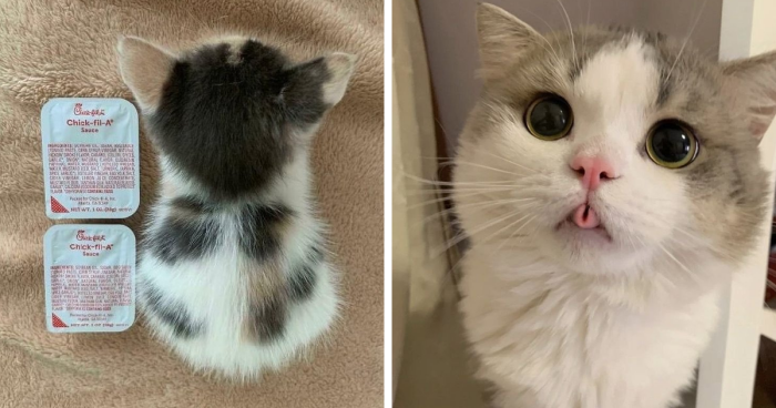 33 Compelling Reasons “Why You Should Get A Cat” | Bored Panda