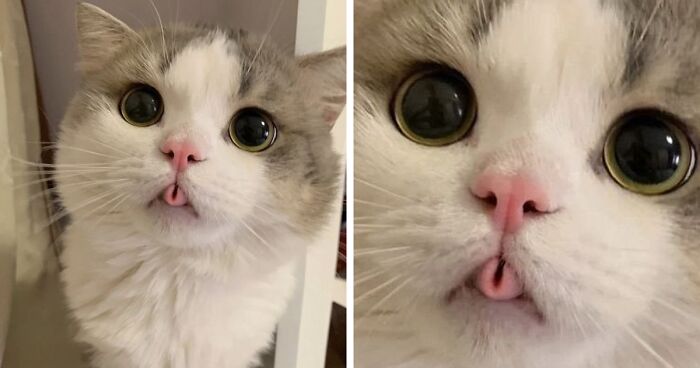 33 Compelling Reasons “Why You Should Get A Cat” | Bored Panda