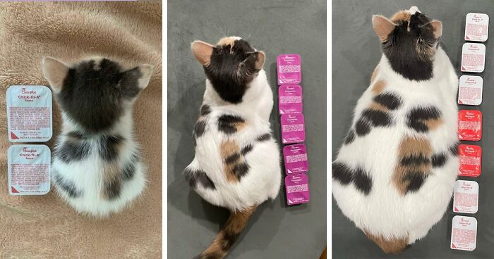 33 Compelling Reasons “Why You Should Get A Cat” | Bored Panda