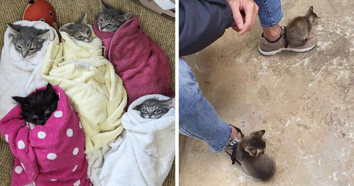 33 Compelling Reasons “Why You Should Get A Cat” | Bored Panda