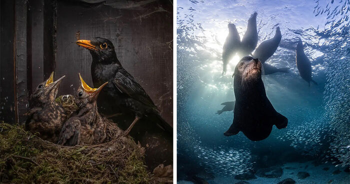Prepare To Be Amazed By This Year’s Nature Photography Competition ...