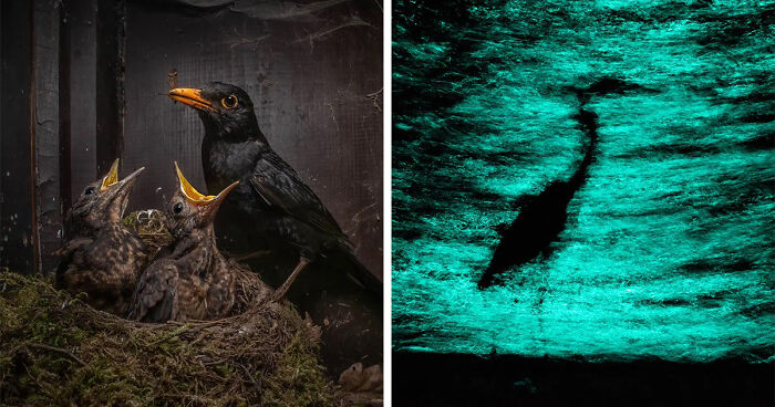 Prepare To Be Amazed By This Year’s Nature Photography Competition ...