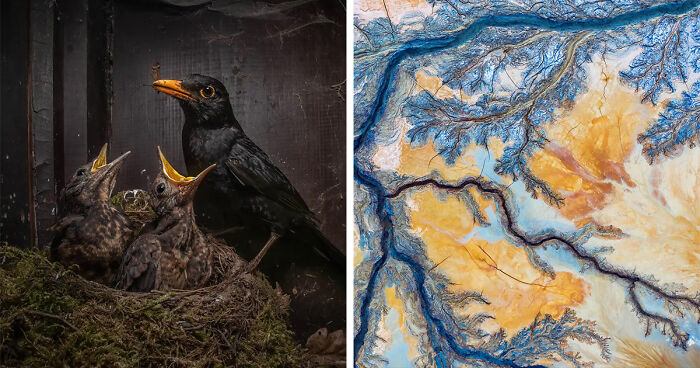 Prepare To Be Amazed By This Year’s Nature Photography Competition ...