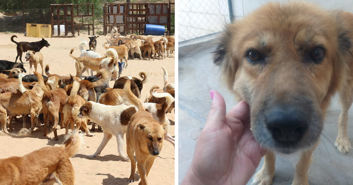 The Shocking Reality Of Animals In War Zones: How We Are Helping Animal ...