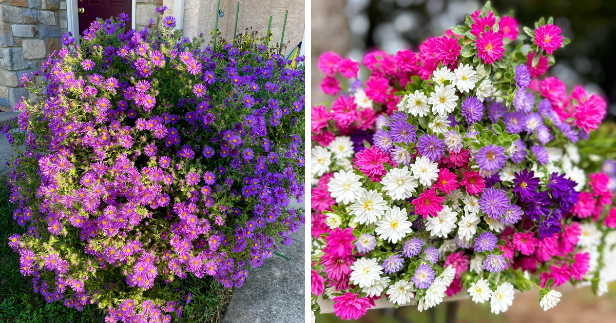 Aster Growth & Care: Everything You Should Know For A Starry Landscape ...