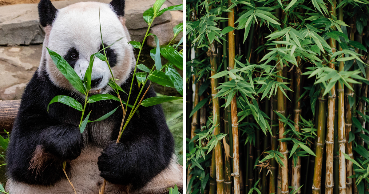 Panda’s Guide to Growing and Caring for a Bamboo Plant | Bored Panda