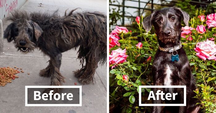 Guy Shares 22 Incredible Before & After Rescue Dog Transformations, Shows What Love Can Do (New ...