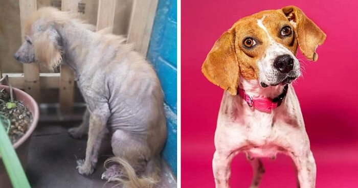 Guy Shares 22 Incredible Before & After Rescue Dog Transformations, Shows What Love Can Do (New ...