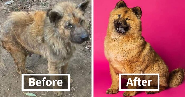 Guy Shares 22 Incredible Before & After Rescue Dog Transformations ...