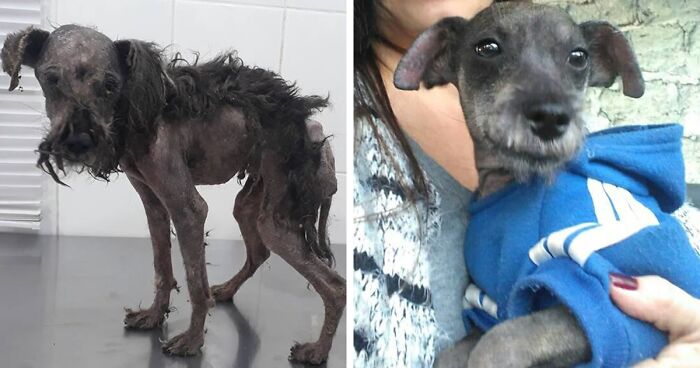 Guy Shares 22 Incredible Before & After Rescue Dog Transformations ...