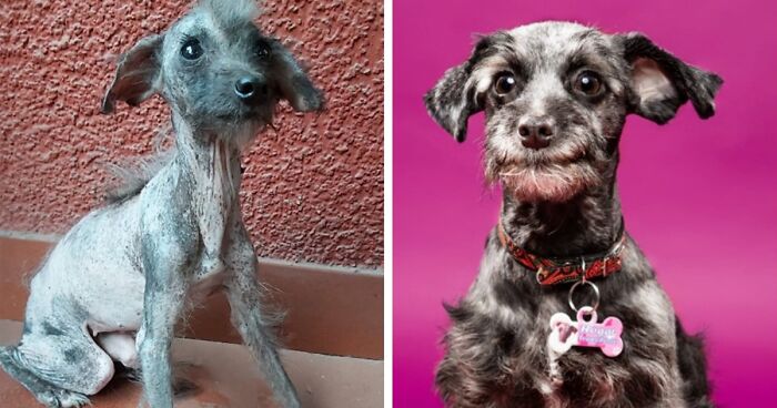Guy Shares 22 Incredible Before & After Rescue Dog Transformations ...