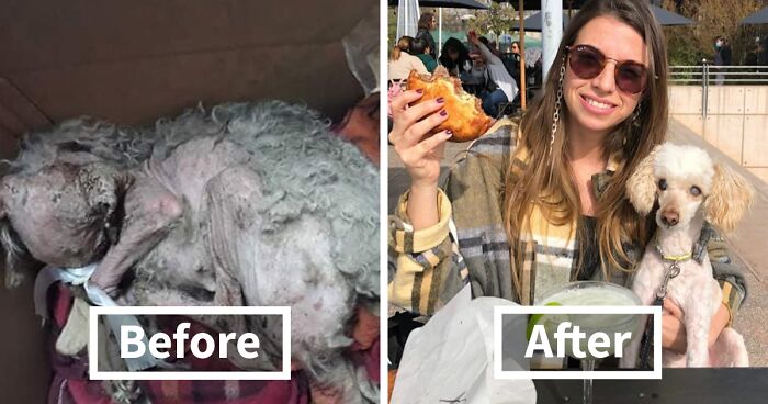 Guy Shares 22 Incredible Before & After Rescue Dog Transformations, Shows What Love Can Do (New ...