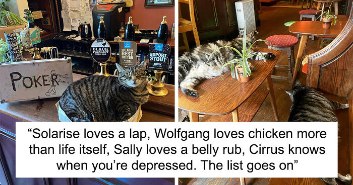 Man Opens A Pub, Starts Taking Stray Kitties In And Ends Up With ...