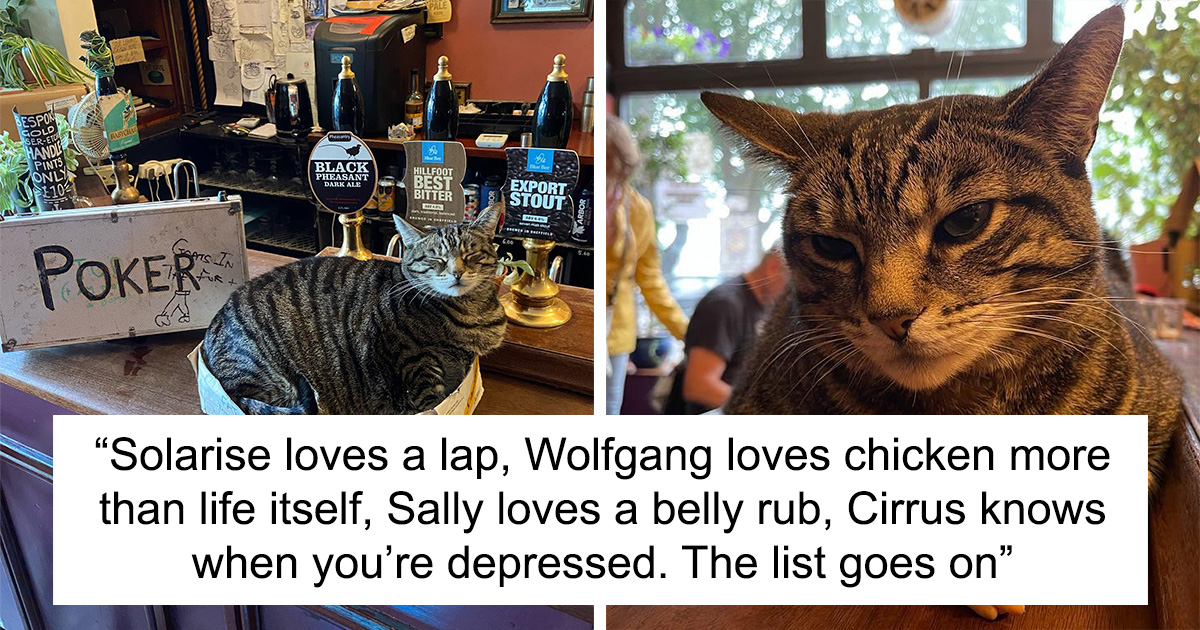 Man Opens A Pub, Starts Taking Stray Kitties In And Ends Up With ...
