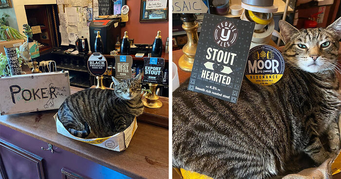 Man Opens A Pub, Starts Taking Stray Kitties In And Ends Up With ...