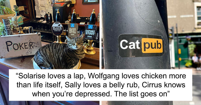 Man Opens A Pub, Starts Taking Stray Kitties In And Ends Up With ...