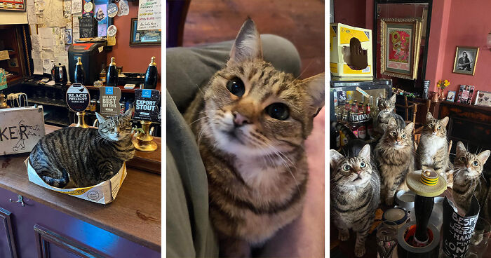 Man Opens A Pub, Starts Taking Stray Kitties In And Ends Up With ...