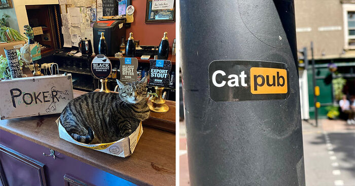 Man Opens A Pub, Starts Taking Stray Kitties In And Ends Up With ...