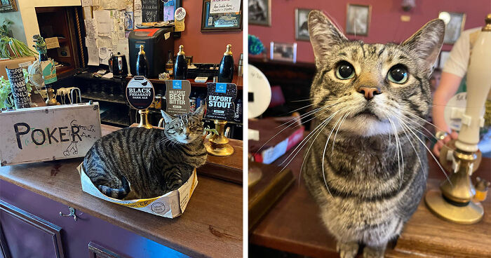 Man Opens A Pub, Starts Taking Stray Kitties In And Ends Up With ...