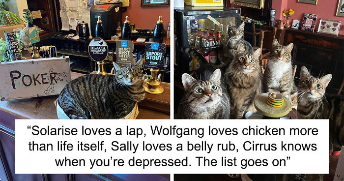 Man Opens A Pub, Starts Taking Stray Kitties In And Ends Up With ...