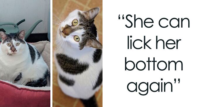 50 Chonky Cats That Underwent Incredible Transformations To Become ...