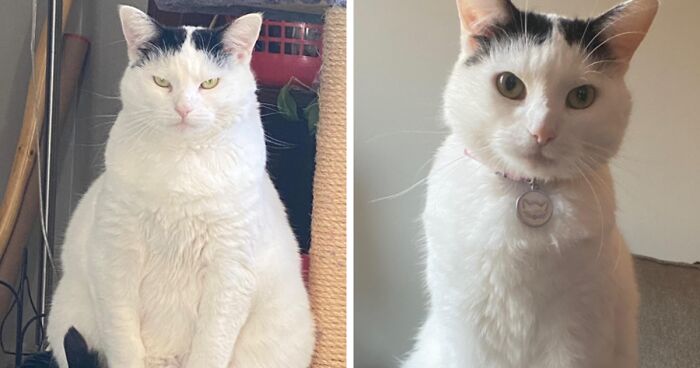 50 Chonky Cats That Underwent Incredible Transformations To Become ...