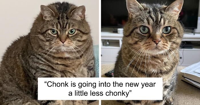 50 Chonky Cats That Underwent Incredible Transformations To Become ...