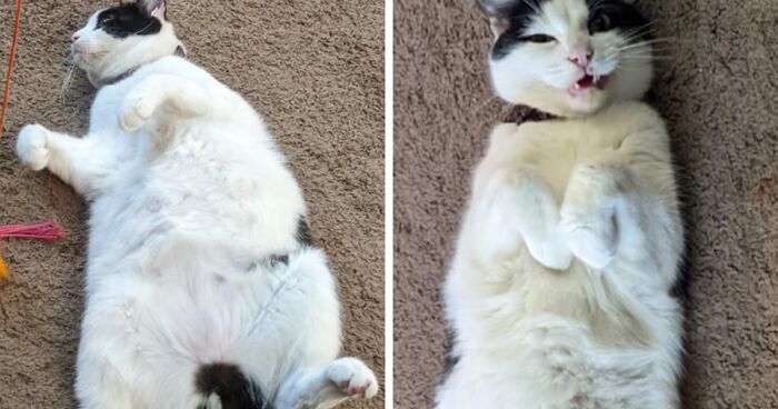 50 Chonky Cats That Underwent Incredible Transformations To Become ...