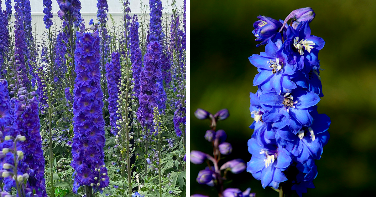 The Art of Planting, Growing, and Caring for a Delphinium | Bored Panda
