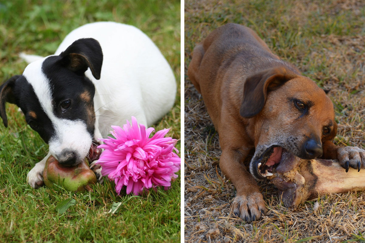 Food Aggression in Dogs: 8 Tips to Deal with Aggressive Behavior ...