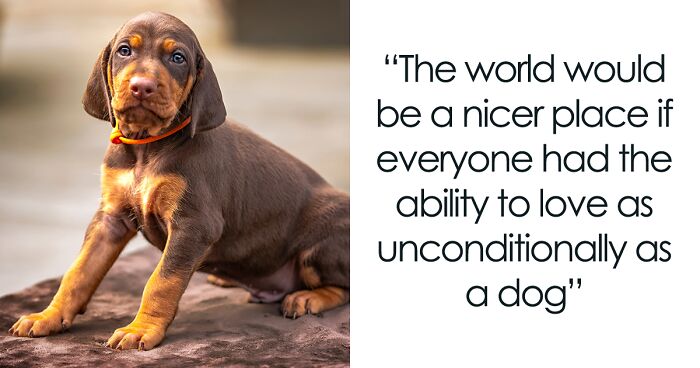 I Created Another “Motivational Dog Quotes” Series To Help All Dog ...