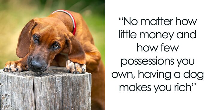I Created Another “Motivational Dog Quotes” Series To Help All Dog ...