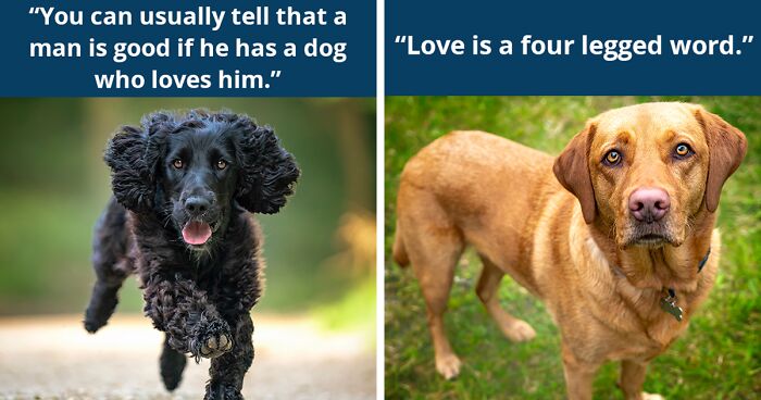 I Created Another “Motivational Dog Quotes” Series To Help All Dog ...