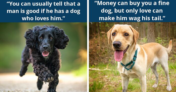 I Created Another “Motivational Dog Quotes” Series To Help All Dog ...